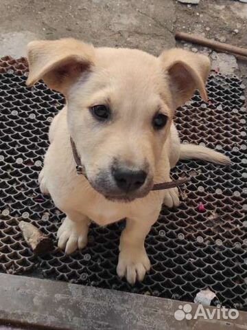 Кобель мама амстафф папа безродный