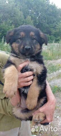 Немецкая овчарка