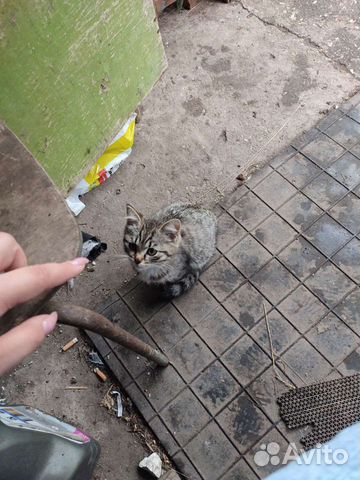 Бездомные котята Привезу по городу