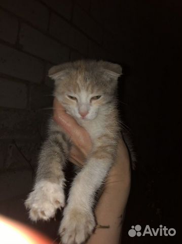 Котенок