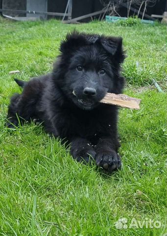 Немецкая овчарка чёрная длиннощерстная