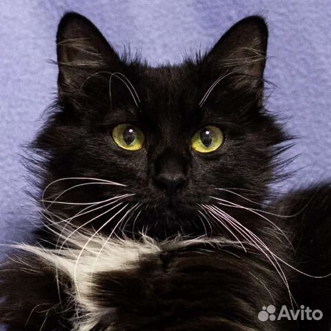 Кошка Нежнюша ищет дом
