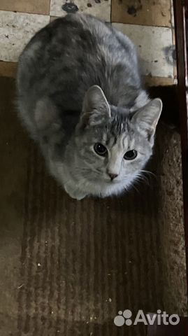 Котеночек ищет дом