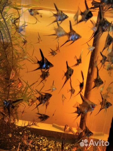 Рыбки скалярии