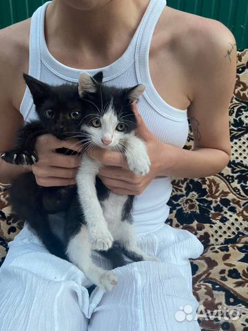 Котята в добрые руки Москва, Новороссийск