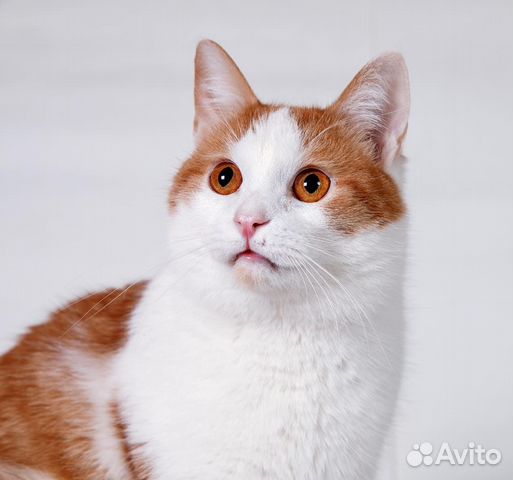 Кот Тим в добрые руки