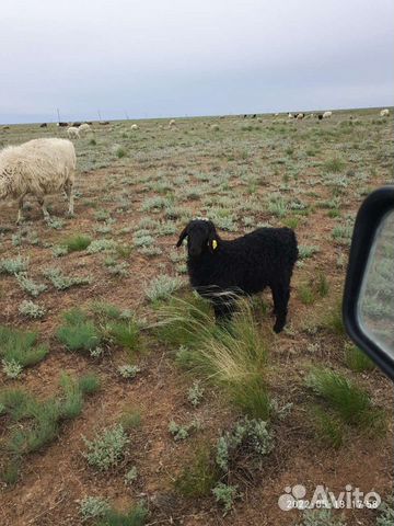 Овцы бараны ягнята