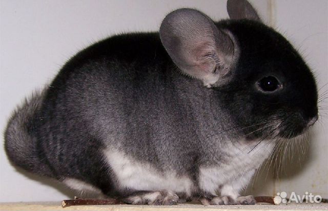 Шиншилла Бархат
