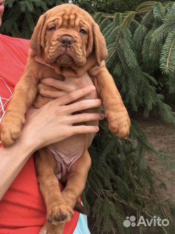 Бордоский дог девочки