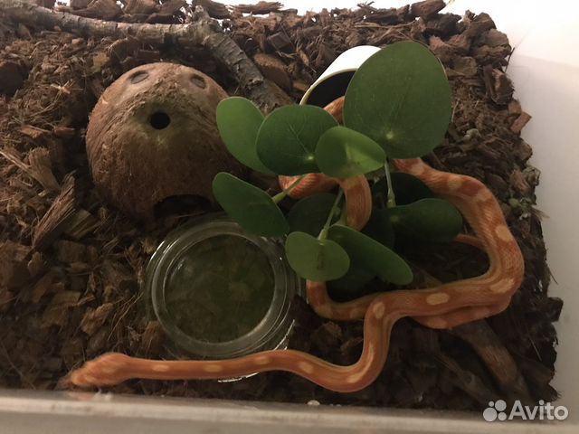 Маисовый полоз