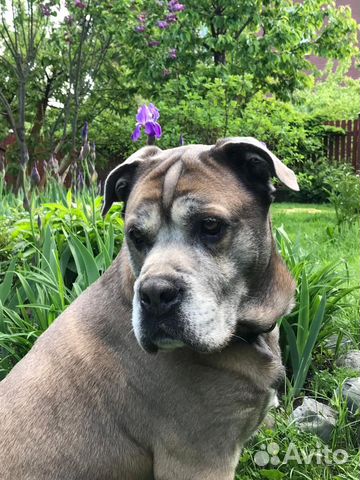 Породистая собака в добрые руки