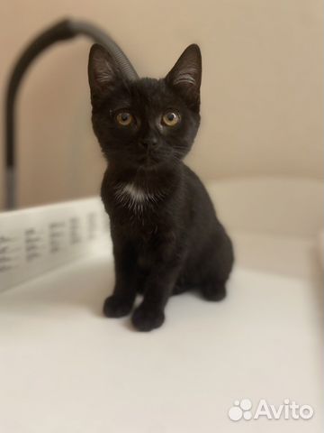 Котенок