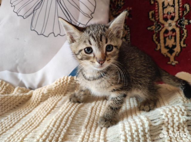 Сержик, мальчик, 1.5 мес., камышового окраса