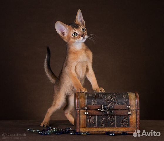 Абиссинские Три сыночка и лапочка дочка