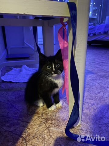 Котенок девочка в добрые руки