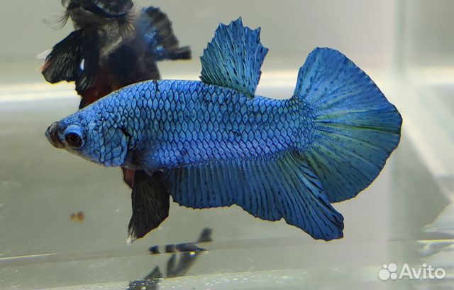 Петушок плакат (короткохвостый, PK). Betta