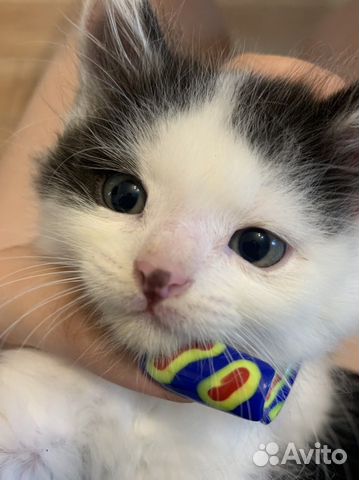 Котята бесплатно