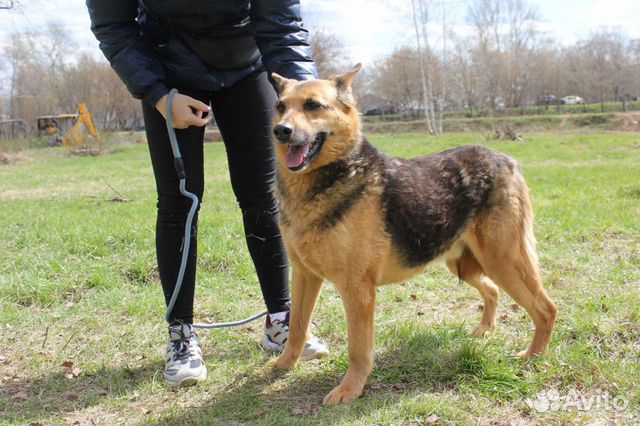 Варяг тихо ждёт в клетке своего человека