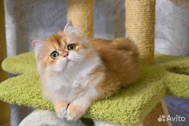 Межвежонок золотая шиншилла