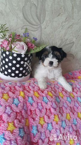 Бивер девочка Арья.С документами