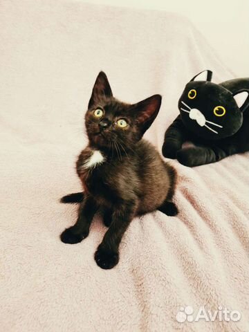 Котенок чёрный с пятнышком девочка