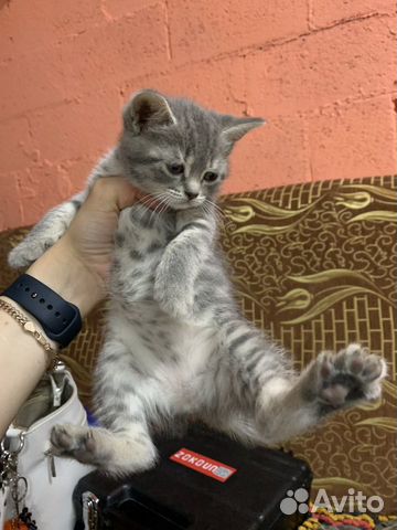 Кошкечка в добрые руки