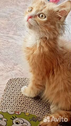 Котенок мальчик 2.5 месяца