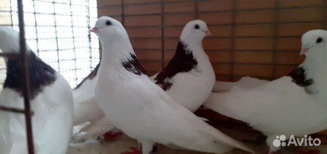 Голуби высоколётные