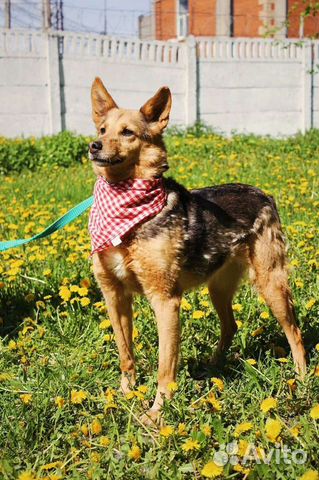 Возрастная собачка Айка ищет дом