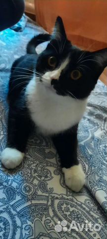 Отдам в хорошие руки