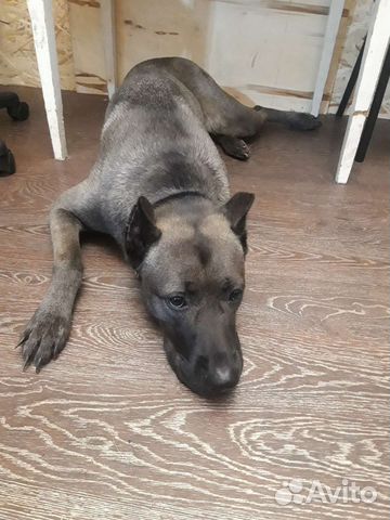 Собака в добрые руки отдам бесплатно