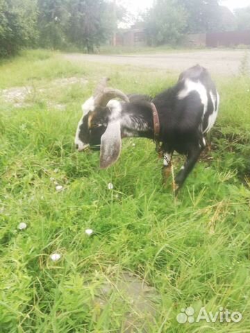 Козлы англо нубийские