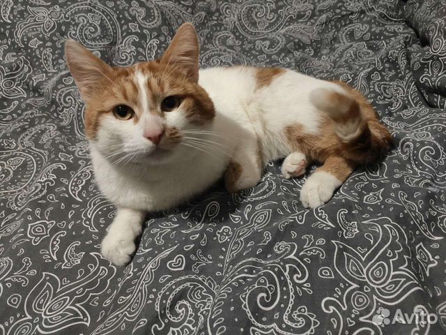 Котик Леопольдик ищет семью
