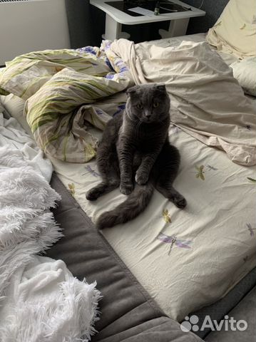 Отдам котика - бегемотика