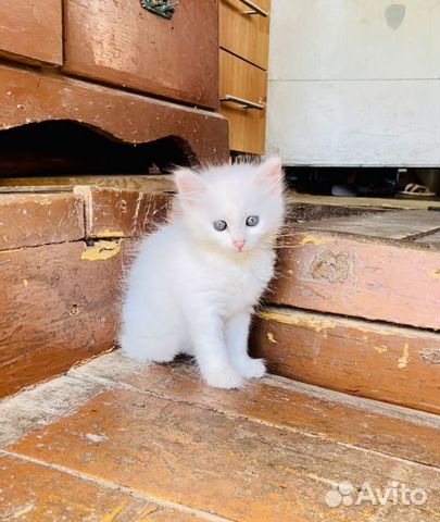 Котята турецкой ангоры в добрые руки