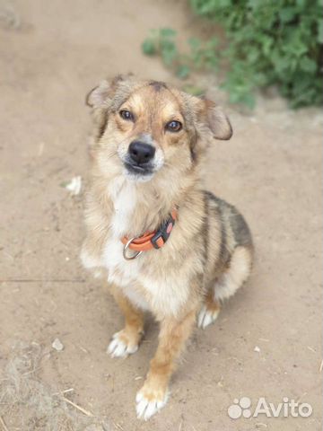 Маленькая собака в добрые руки