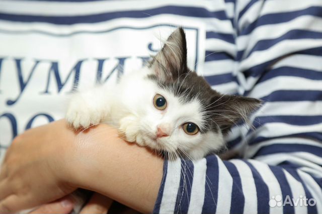 Котенок девочка в добрые руки