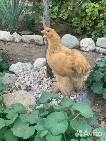 Куры кохинхин