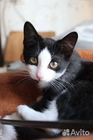 Котенок Костик в добрые руки