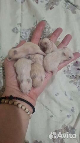 Сирийские хомячки