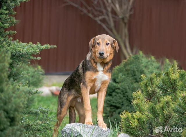 Метис гончей 8 мес бесплатно