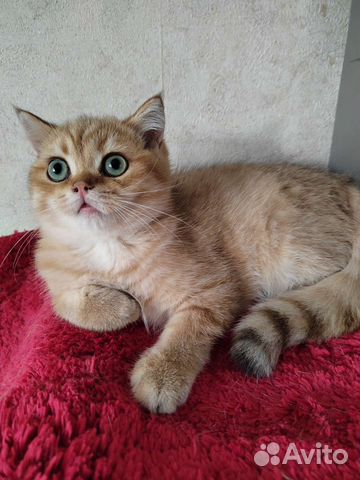 Золотой мальчик