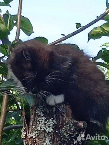 Котята - счастье в дом