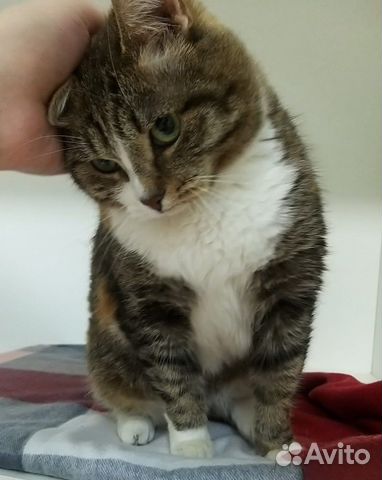 Кошка в дар бесплатно
