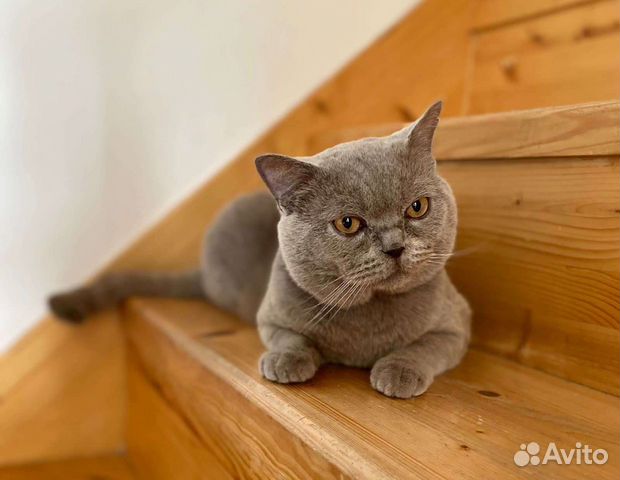 Британская