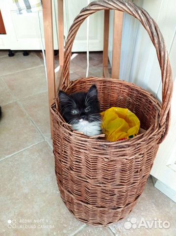 Котята отдам в добрые руки бесплатно