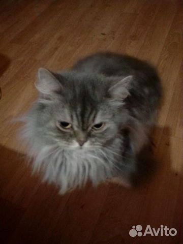 Кошечка в добрые руки