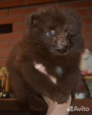 Шоколадный зайка