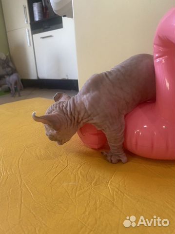 Котенок двельф девочка