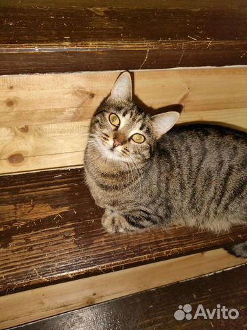 Кошки в добрые руки ухожены стерилизованы